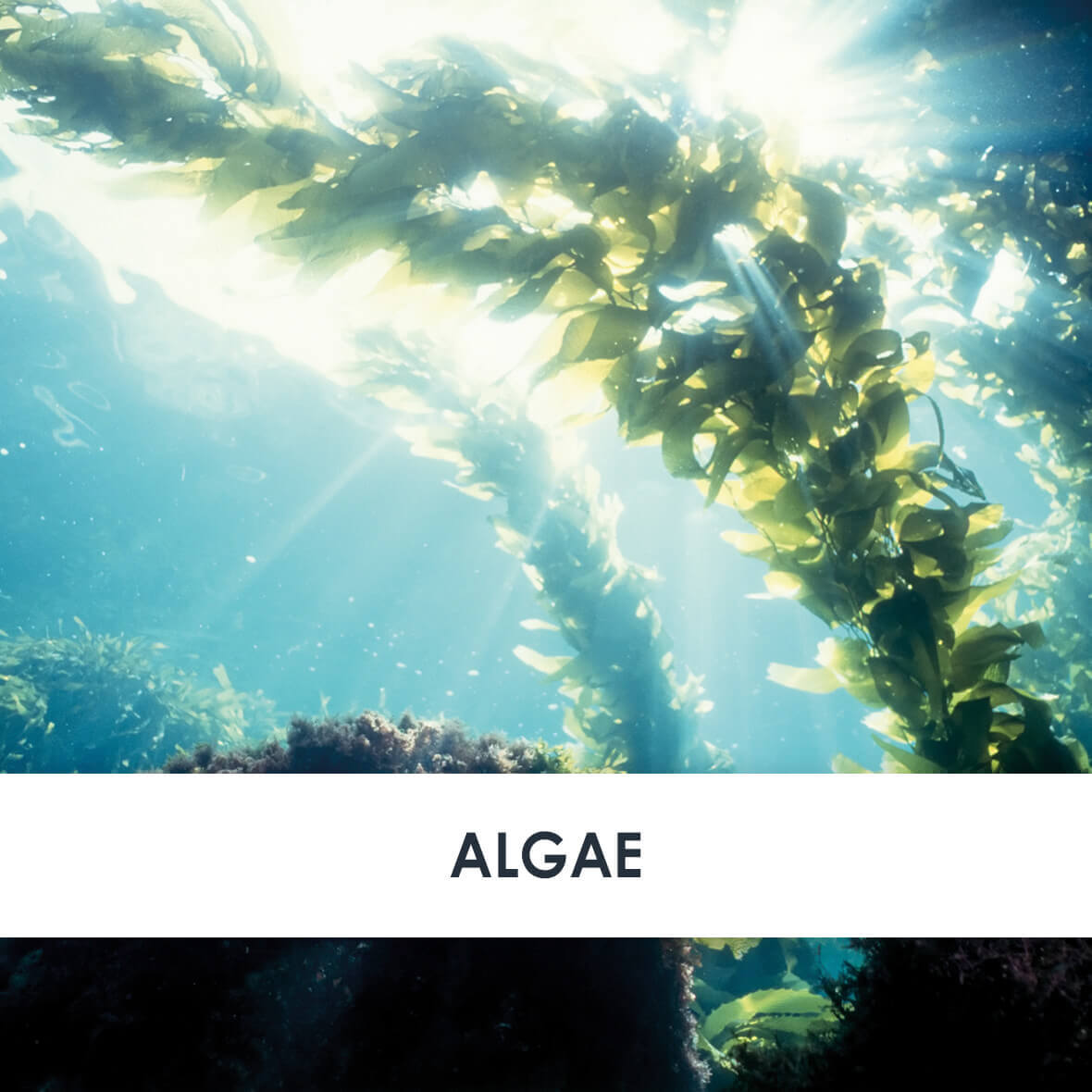 DALTON Library of Active Ingredients