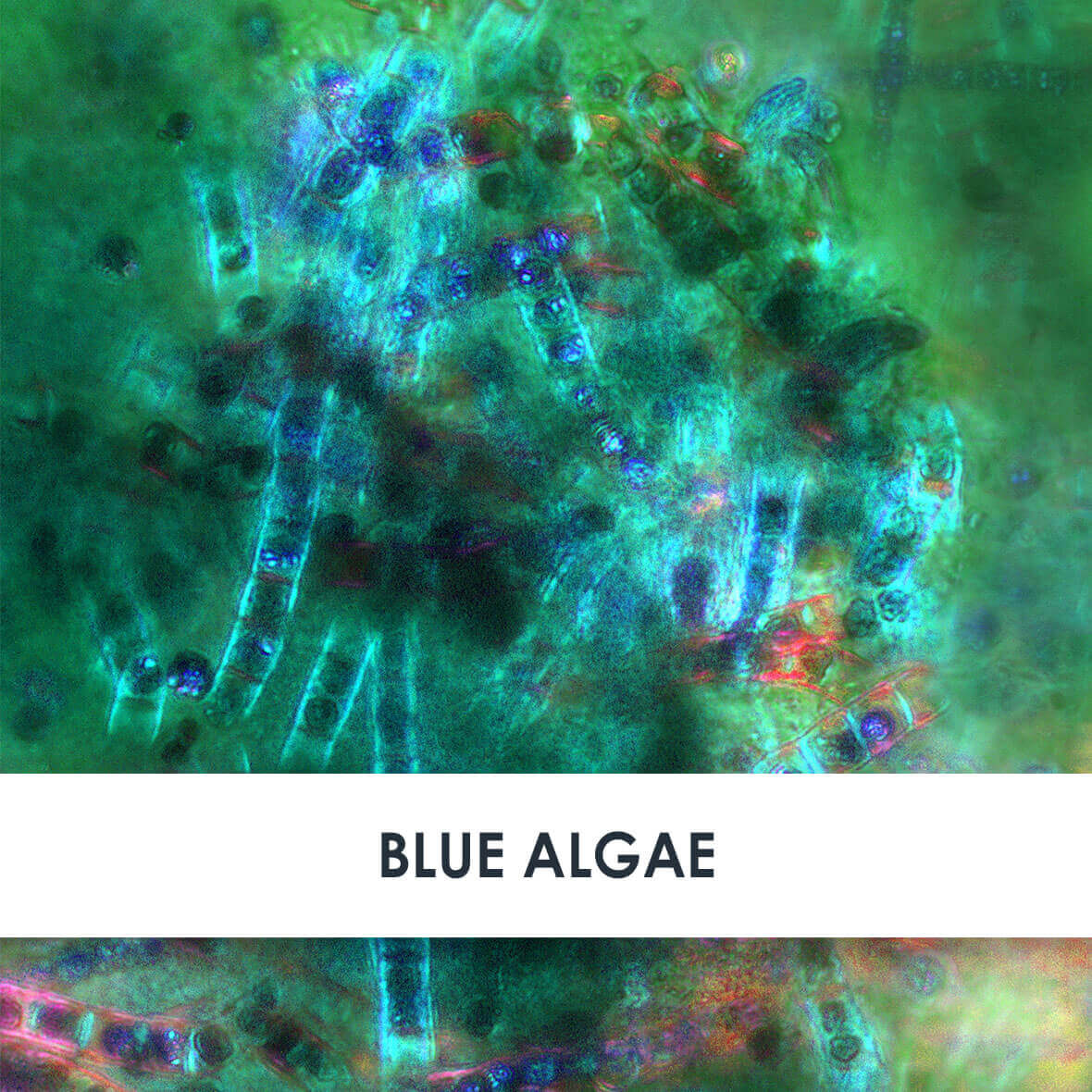 DALTON Library of Active Ingredients