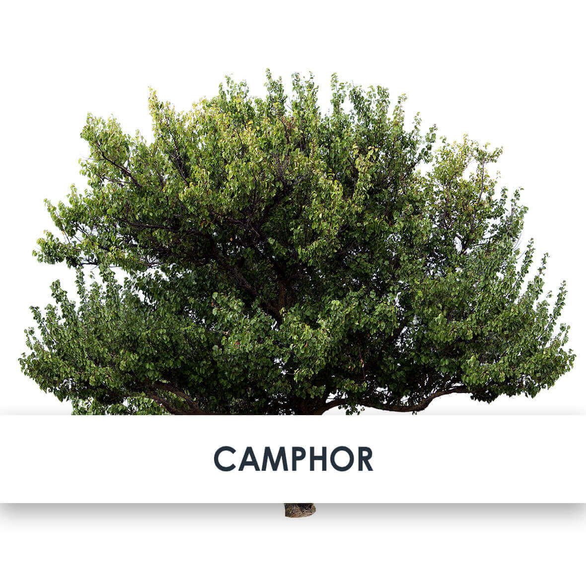 DALTON Library of Active Ingredients